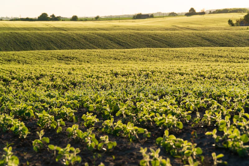 Soya Grows in the Field. Cultivation of Soybean Stock Image - Image of ...