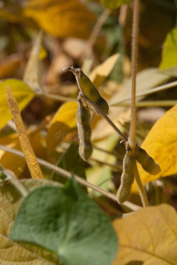 Leguminoze Stock Photos - Free & Royalty-Free Stock Photos from Dreamstime