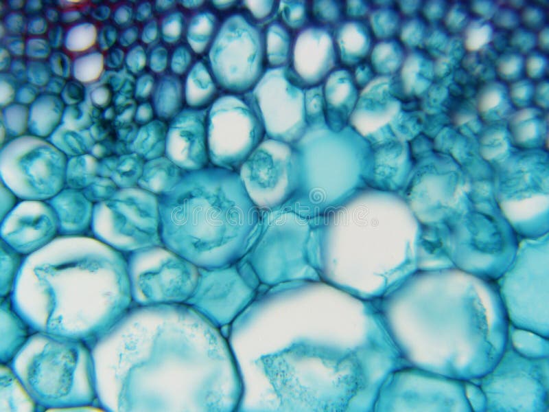 Soya Stem Cross Section 100x Hanging Stem Stock Image - Image of edge ... Soya Stem Cross Section 100x Hanging Stem Stock Image - Image of edge ...