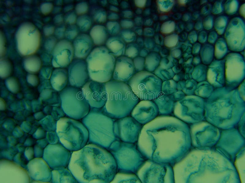 Soya Stem Cross Section 400x Green Cell Walls Stock Photo - Image of ...