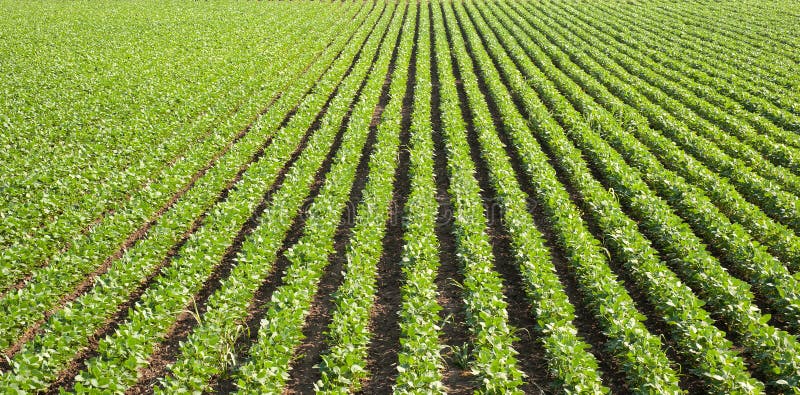 Sojabohnen-Feld-Reihen stockfoto. Bild von feld, monokultur - 37707502