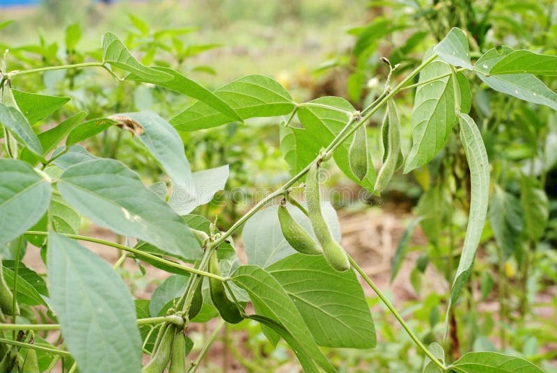 Soybean on tree stock image. Image of farm, soybean, pigeon - 62577671