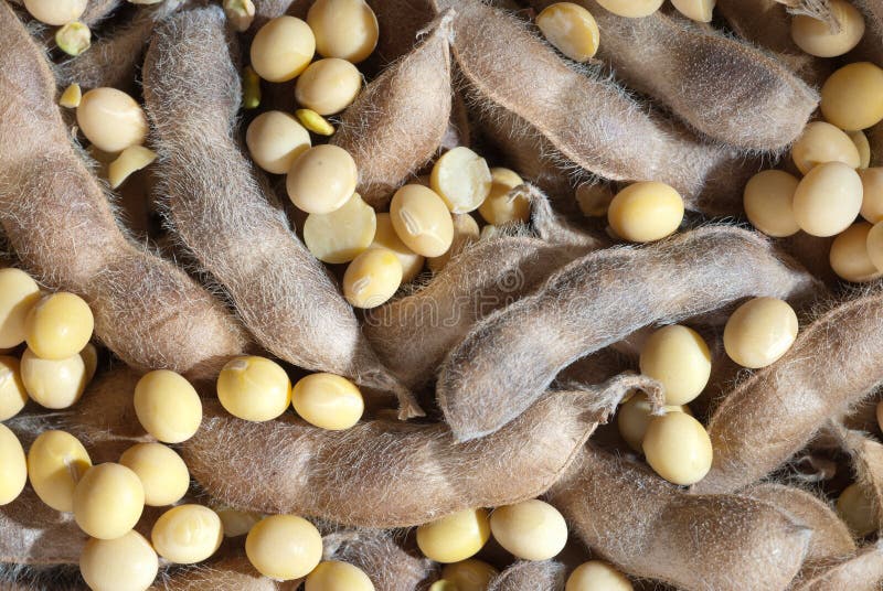 Soybean stock image. Image of autumn, close, brown, bean - 22932059