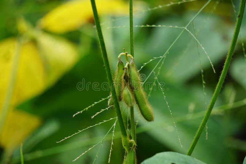 Soybean or Soya Bean Plantation Stock Photo - Image of glycine, plant ...