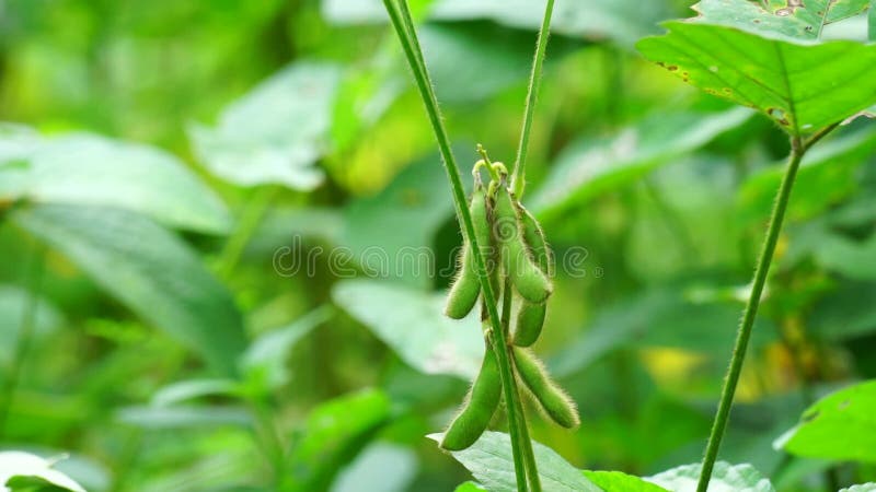 Soybean (soya Bean, Soy Bean) on the Tree. Soybeans is One of the ...