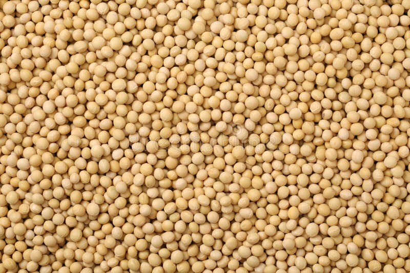 Soybean Background stock image. Image of natural, choice - 107934037