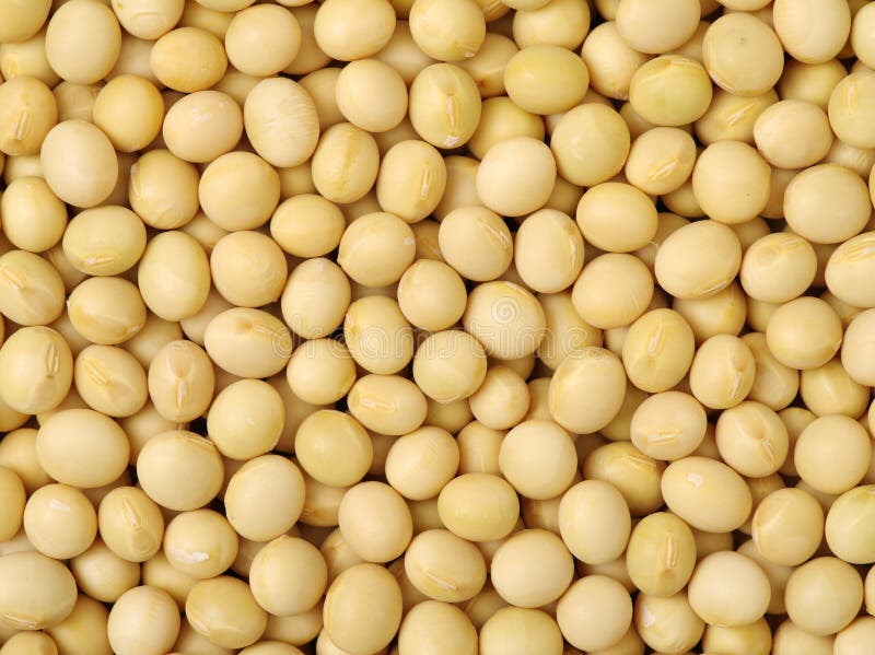 Soybean Background stock image. Image of healthy, diet - 102669069