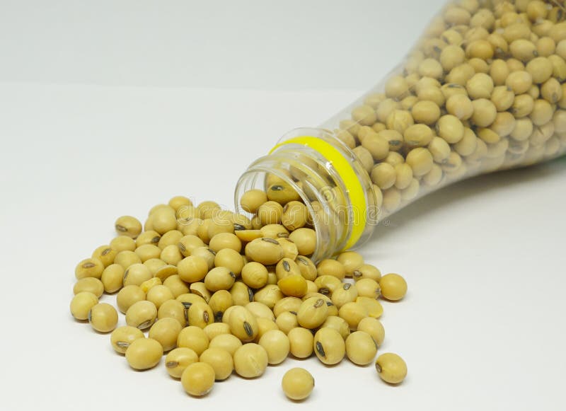 Soybean stock image. Image of thai, colorful, bean, plant - 65906485