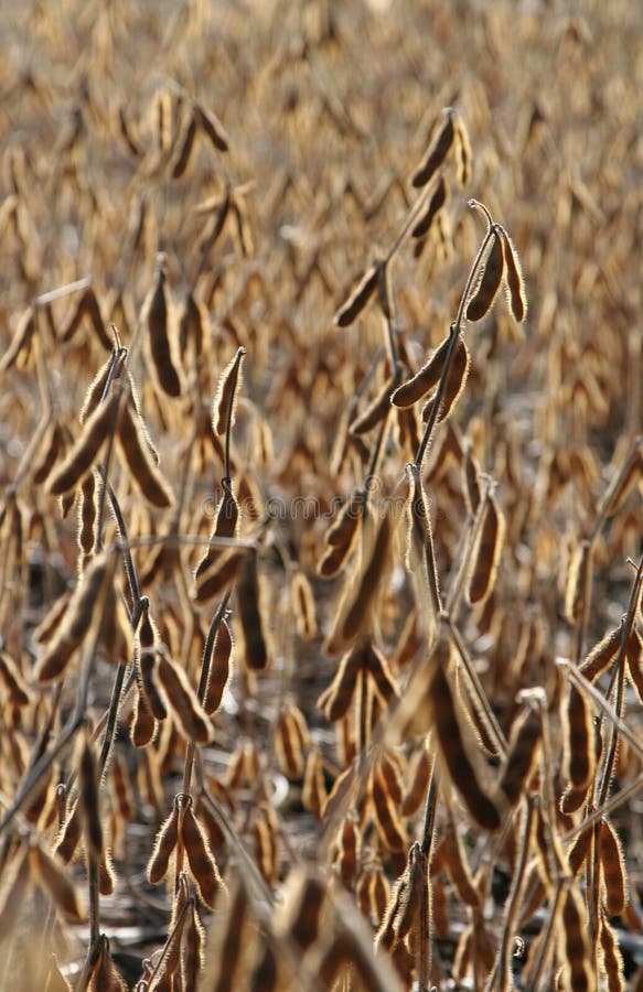 Soybean Crop stock photo. Image of harvest, plant, legume - 13822116