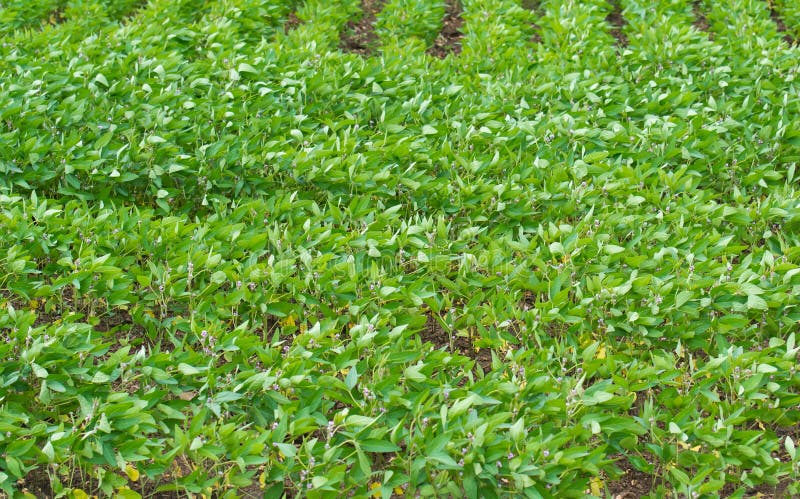 Soybean Crop Field stock image. Image of bhopal, field - 123381107