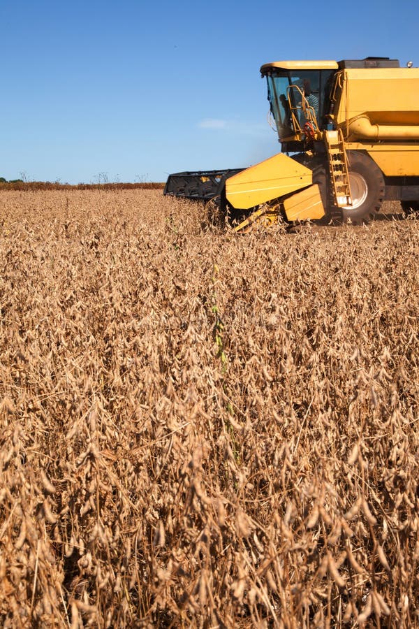Soybean crop background stock image. Image of soybeans - 34698847