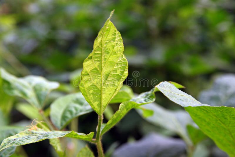 Soybean Disease on Leaf from Virus Stock Photo - Image of pest, organic ...