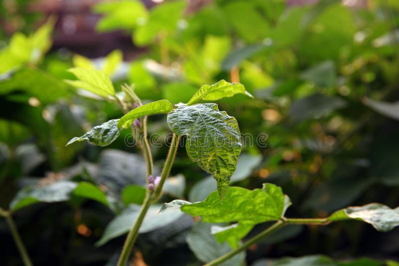 Soybean Disease on Leaf from Virus Stock Photo - Image of leaf, blue ...
