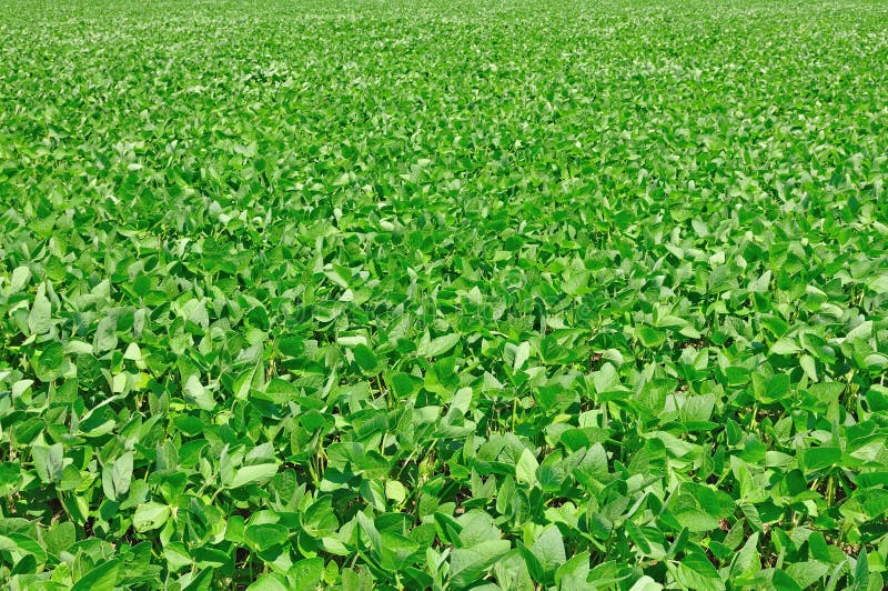 Soy field stock image. Image of farmland, cultivated, season - 5616873