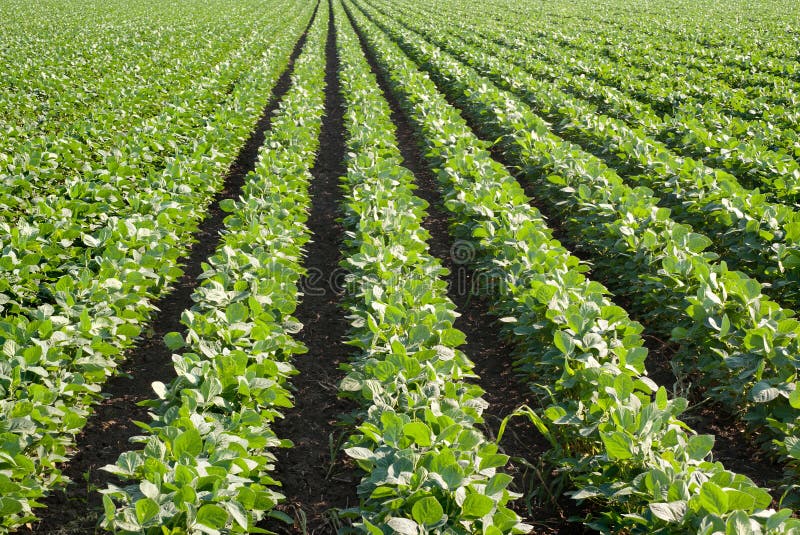 Soybean field stock photo. Image of leaves, legume, vegetable - 23221620