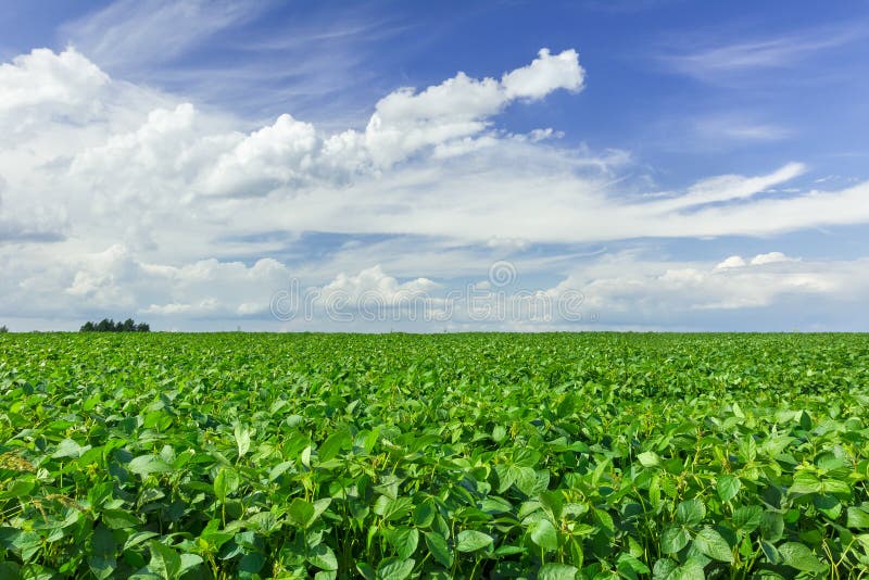 Soybean field stock photo. Image of eating, crop, food - 28621204