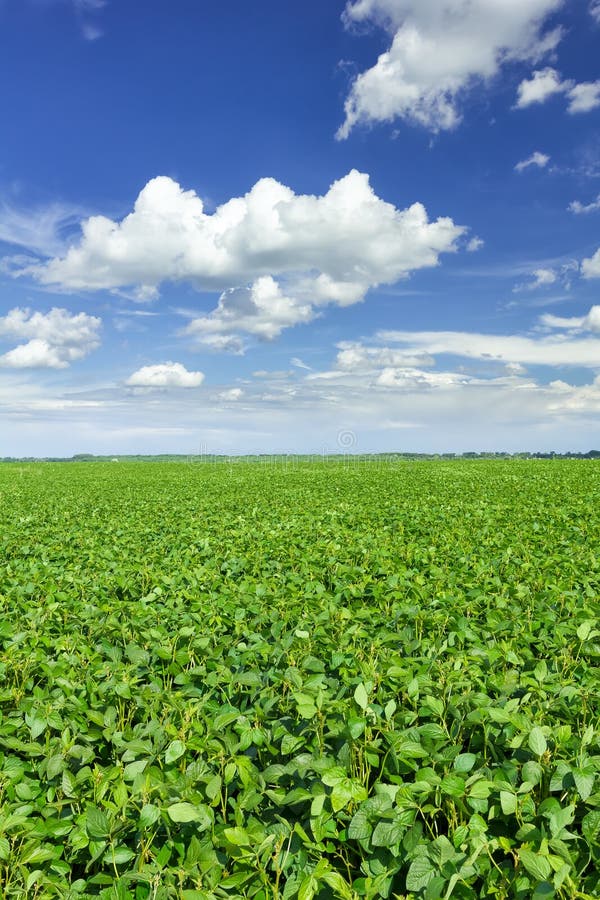 Soybean field stock photo. Image of eating, crop, food - 28621204