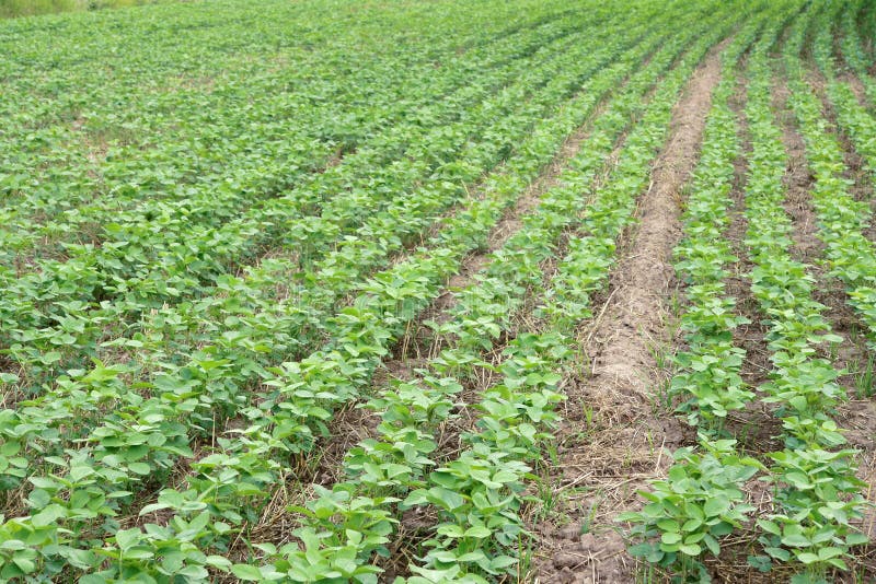 Soybean field stock photo. Image of cropland, land, field - 56960476