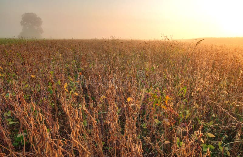 Soybean Field in Early Morning Stock Image - Image of farm, field: 77202317