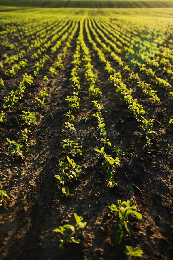 Soybean Field in Golden Sunlight with Perfect Crop Alignment and Soft ...