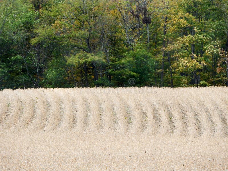 Soybean Field in a Golden White Color is Ready for Autumn Harvest Stock ...