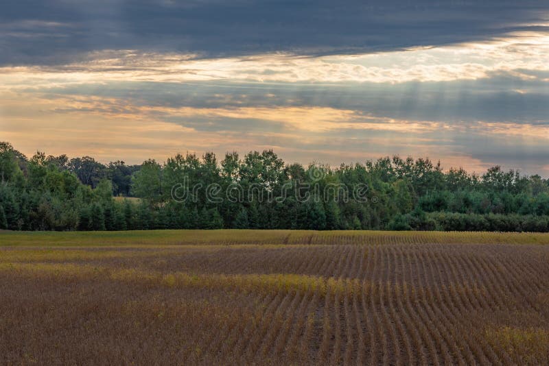 Soybean Field Late in the Afternoon Stock Photo - Image of late ...