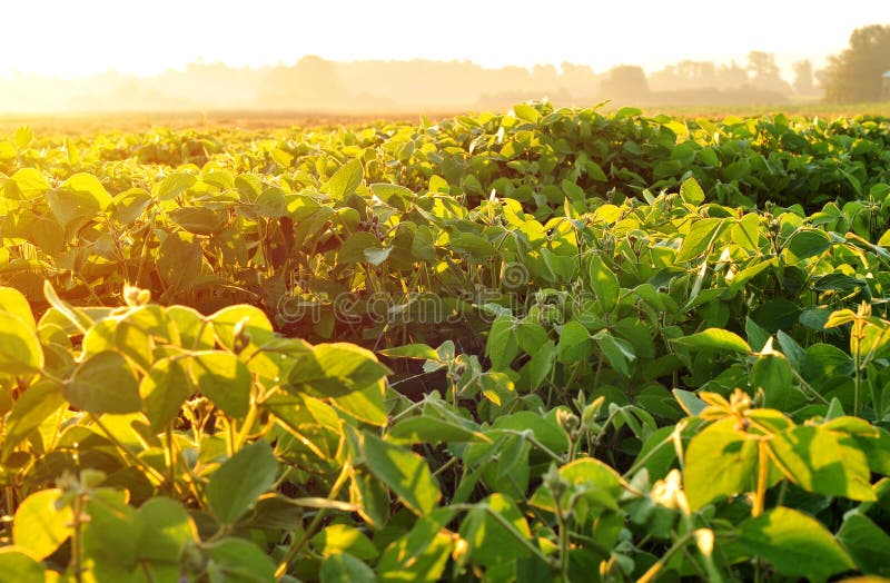 Soybean field stock photo. Image of bean, countryside - 83497030