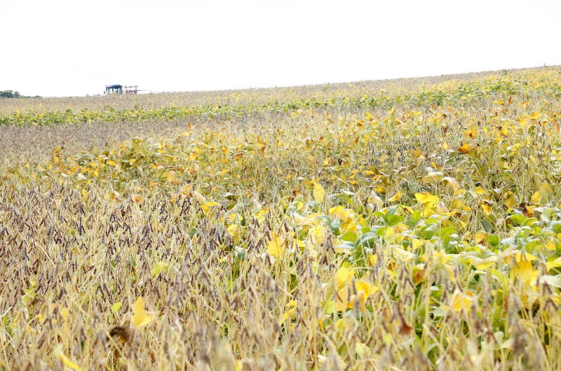 Soybean Field and Plants Growing in Rows Stock Image - Image of harvest ...