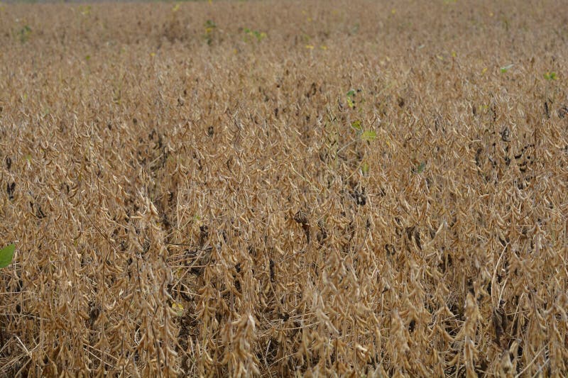 Soybean stock photo. Image of legume, close, farming - 314041784