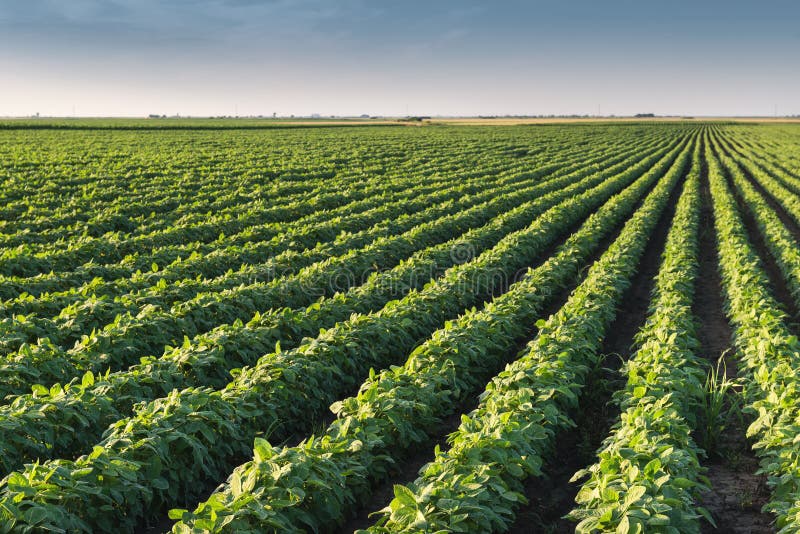 Soybean Field Rows stock photo. Image of vegetable, organic - 37707502