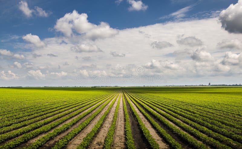 Soybean Field with Rows of Soya Bean Plants Stock Image - Image of soya ...