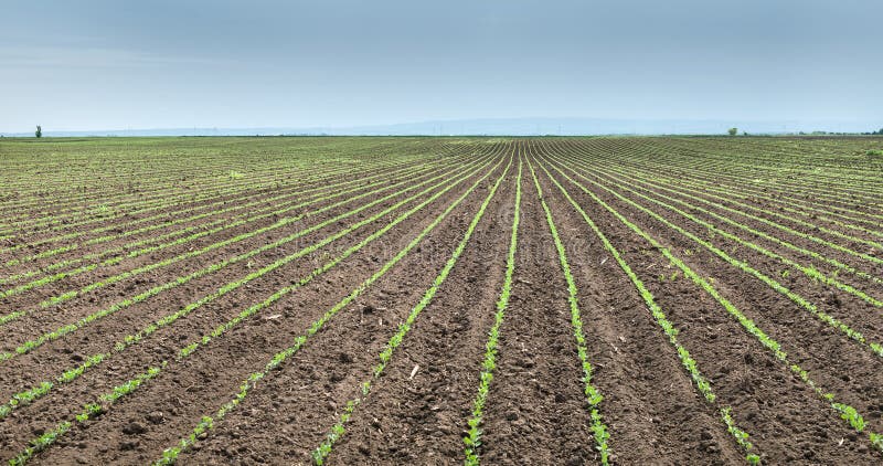 Field with Rows of Greenery Stock Image - Image of merging, field: 2408561