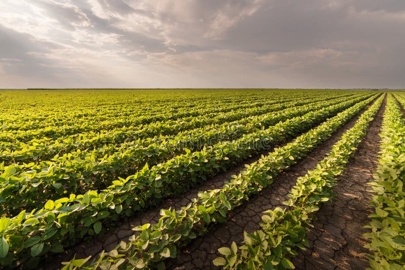 Soybean Field Rows stock photo. Image of growing, food - 137478346