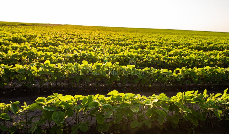 Soybean rows stock image. Image of bean, leaves, earth - 23869987