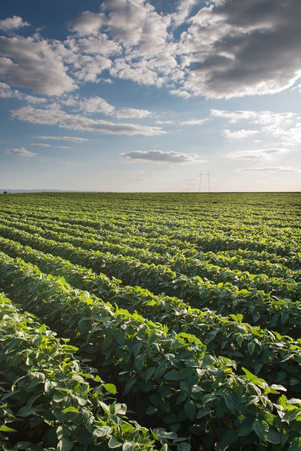 Soybean Field stock photo. Image of cultivated, soybean - 32203274