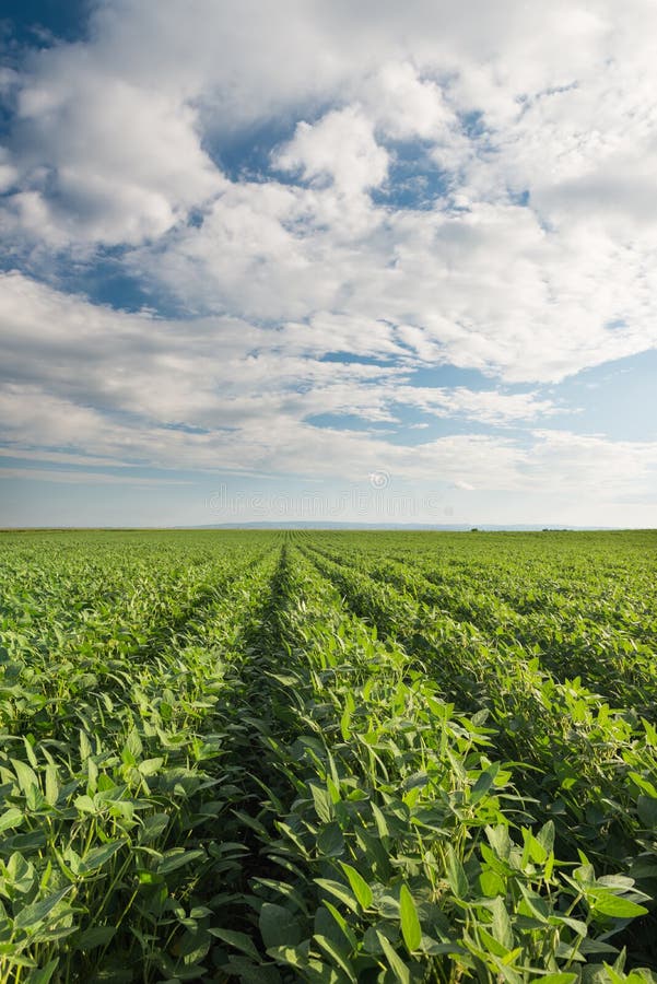 Soybean Field stock photo. Image of green, growth, rural - 32623532