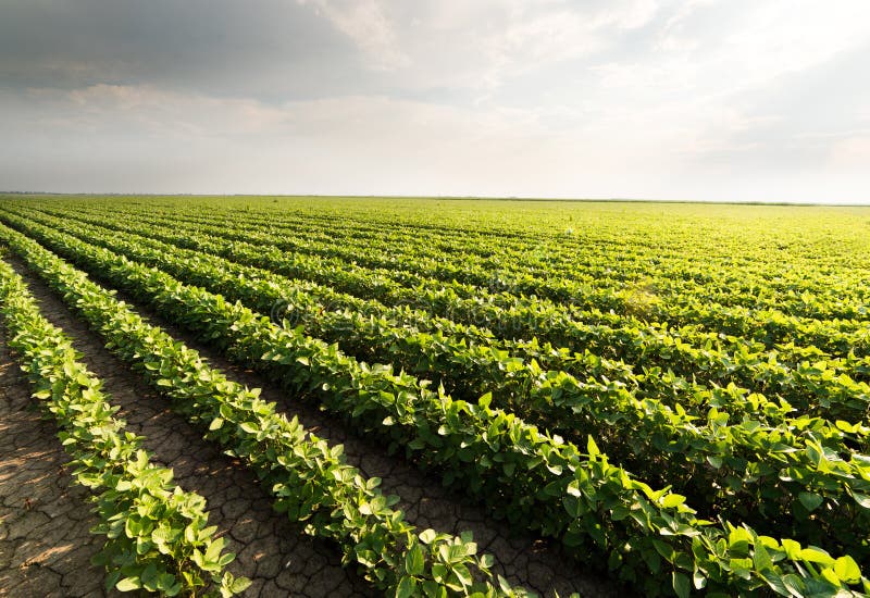 Soybean Field Rows stock photo. Image of cultivate, bean - 137478694