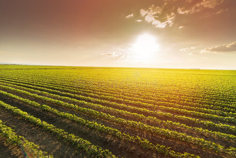 Soybean Field Rows in Sunset Stock Photo - Image of horizontal, drink ...