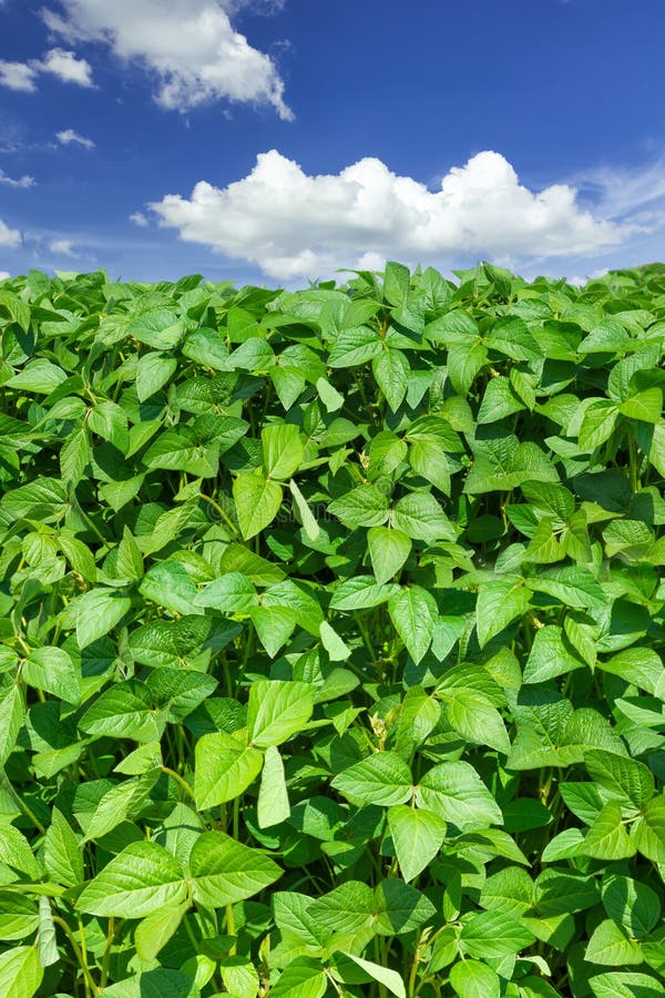 Soybean field stock photo. Image of eating, crop, food - 28621204