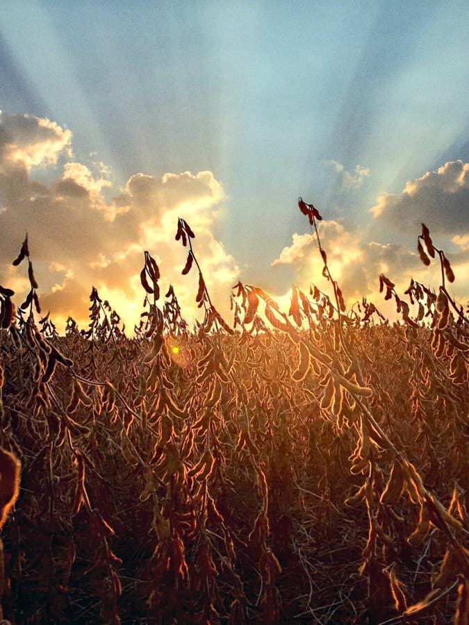 Soybean field at sunset stock image. Image of nature - 225813581