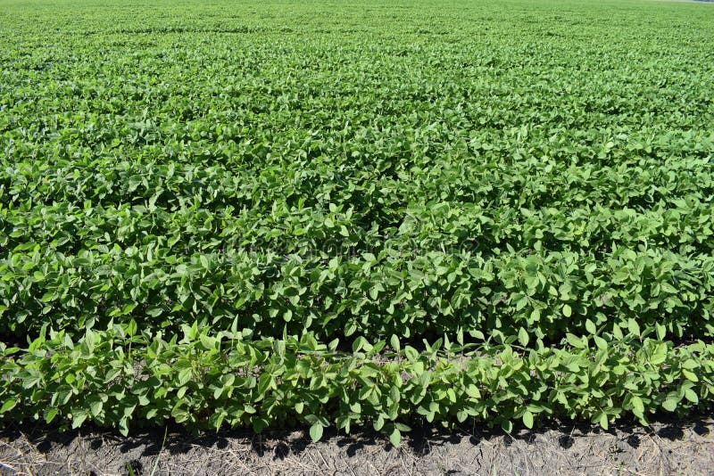 Soybean field stock image. Image of nyoung, protein, soybean - 84247521