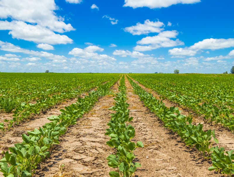 Soybean fields stock photo. Image of growing, blue, beautiful - 36188246