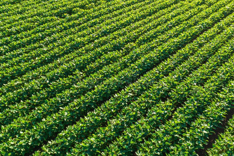 Soybean (Glycine Max) Crop Field in Sunset, High Angle View Stock Photo ...