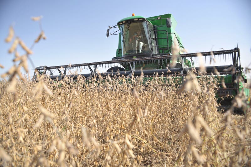 Soybean Harvester in a Field Buenos Aires Argentina Editorial Stock ...
