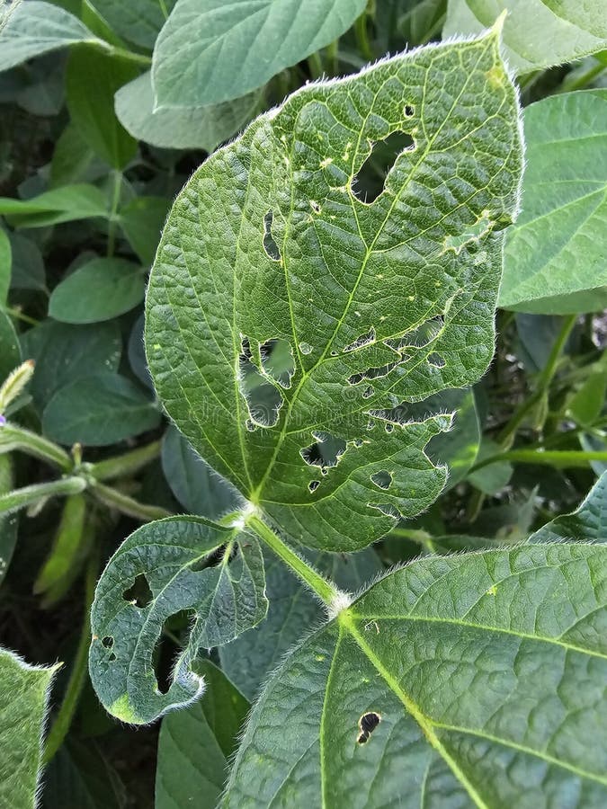 Soybean Leaf Chewed on by Insects. Stock Photo - Image of plant ...