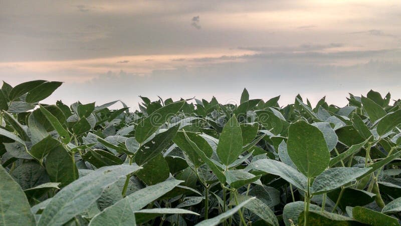 Soybean leaves stock image. Image of morning, green, soybean - 74785141