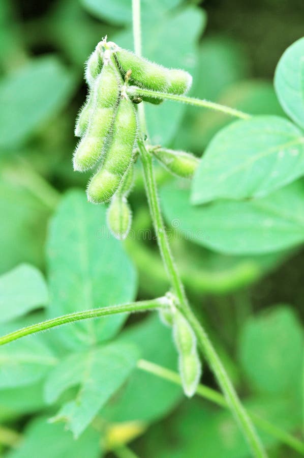 Soybean plant stock photo. Image of growing, farmland - 19834836