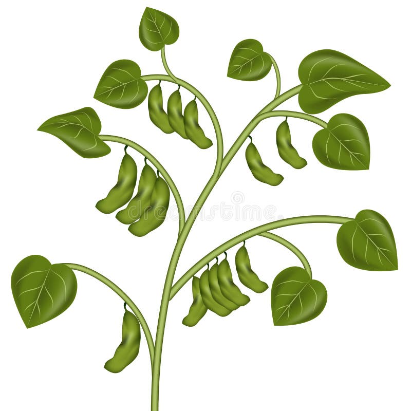 Soybean Plant Clip Art