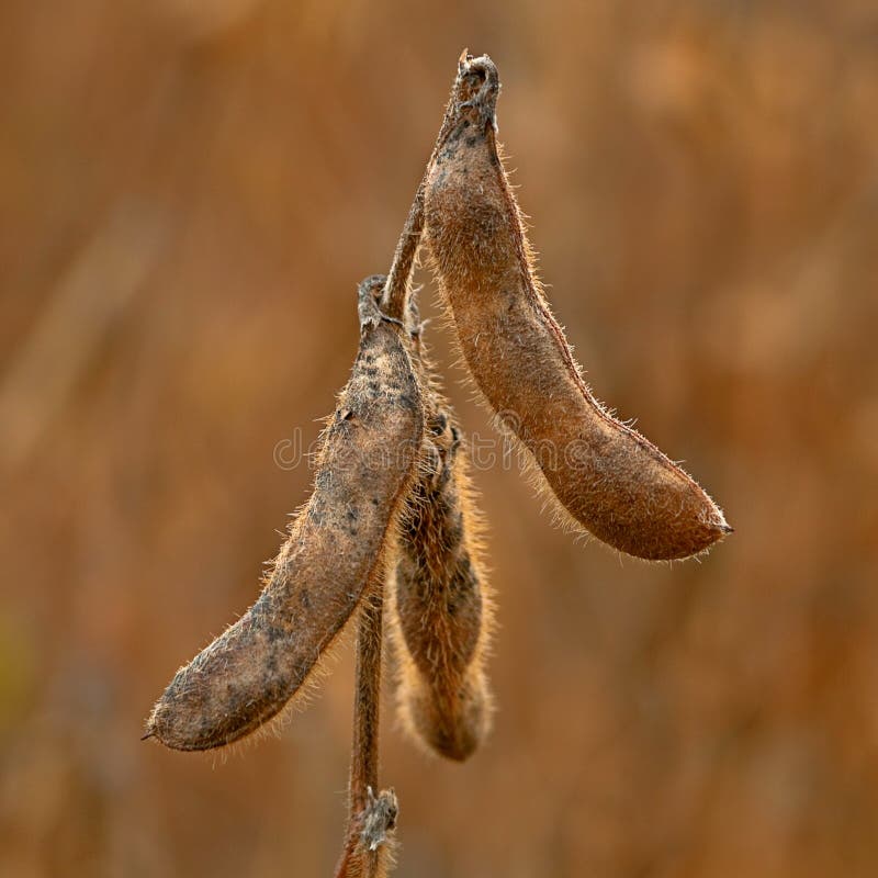 Soybean plant on the tree stock image. Image of ingredient - 117102735