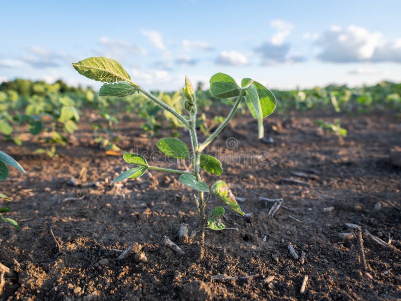 Soybean Plant in Field on Sunny Day Stock Image - Image of vegetable ...